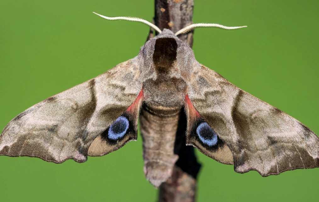 Hawk Moth | Fandom