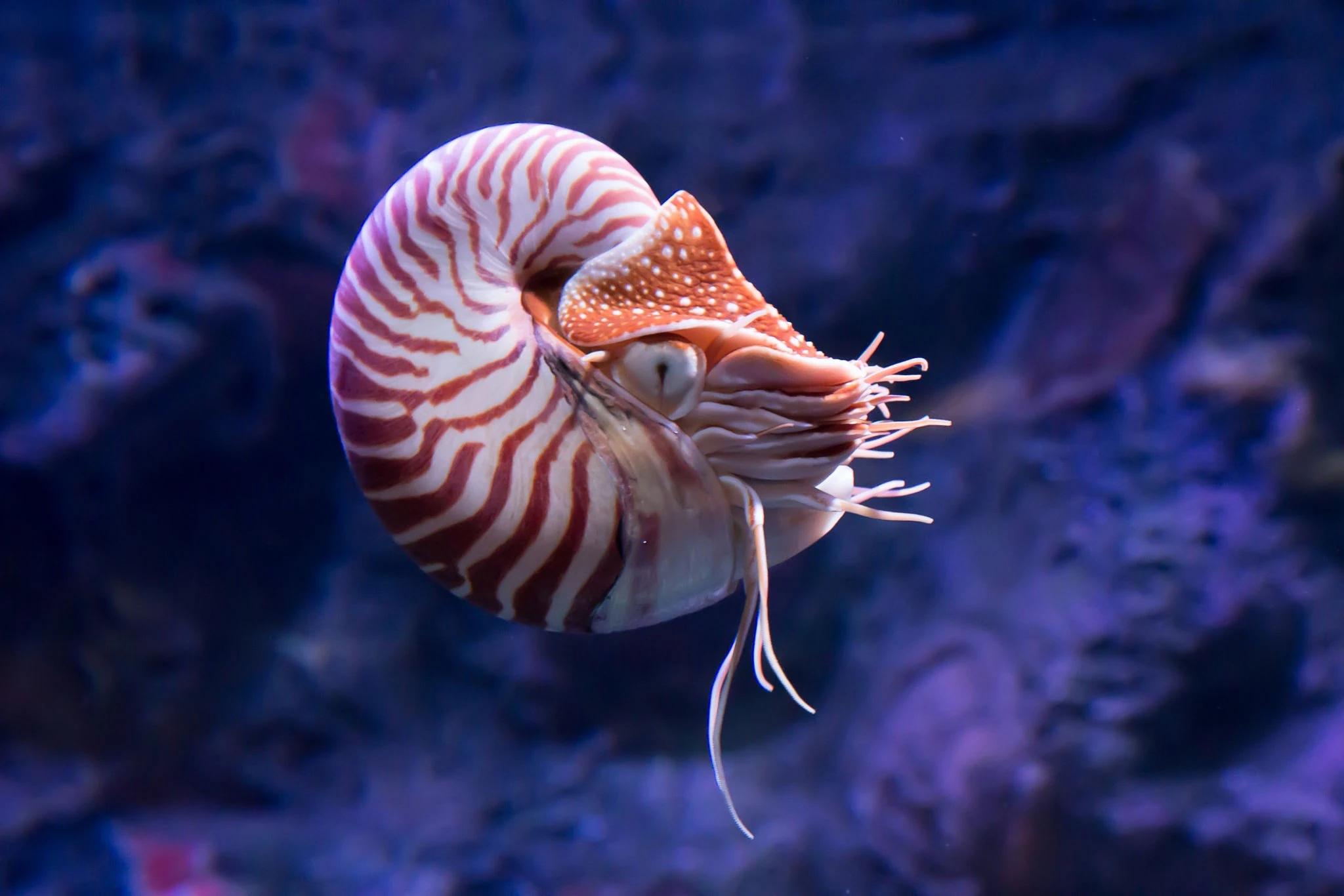 i wont do this daily anymore ill just post random animal images ...