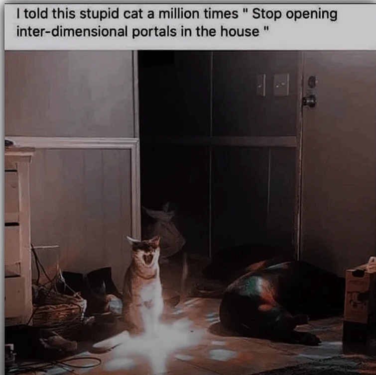 have some random cat meme | Fandom