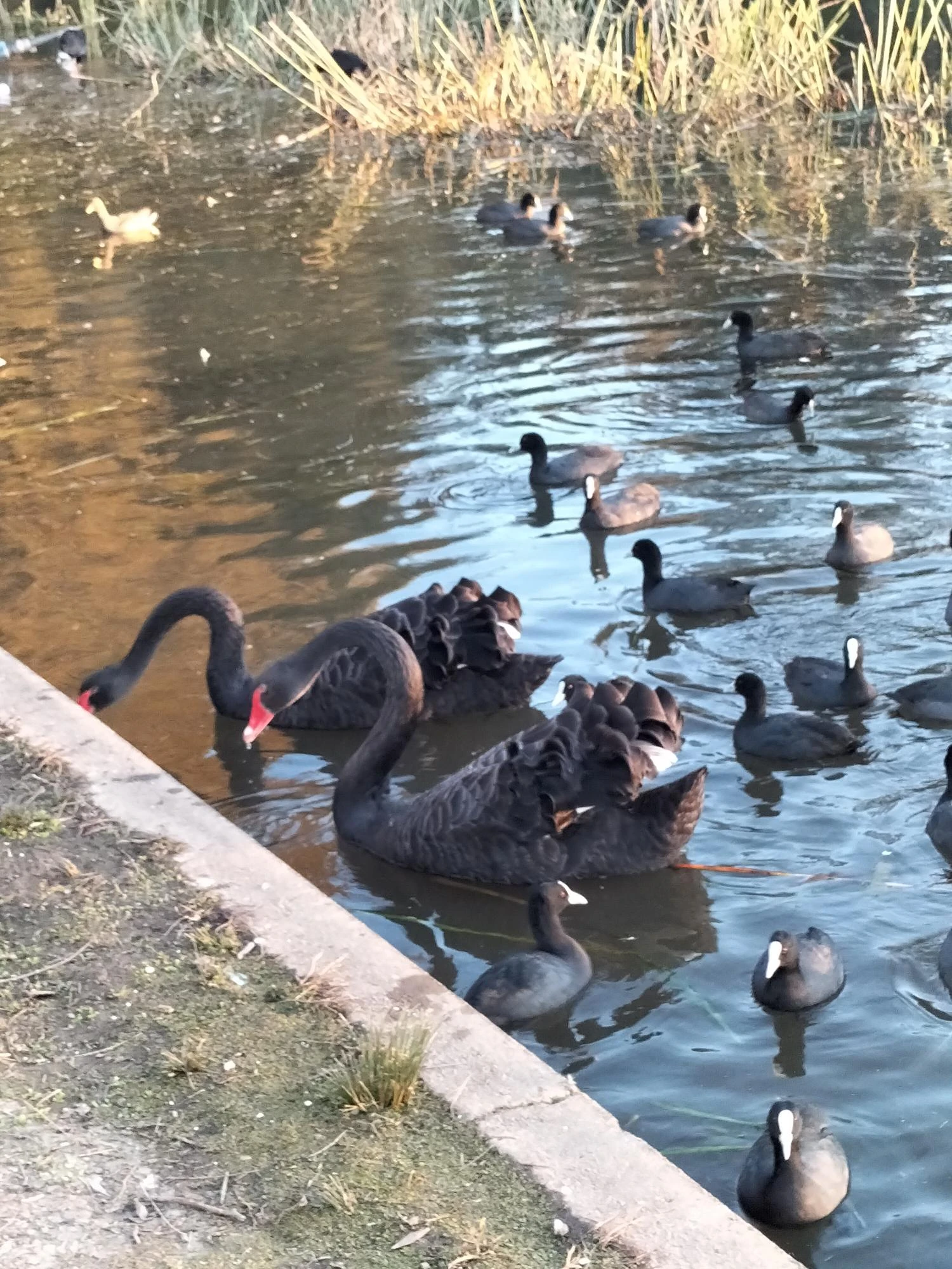 Snucks and ducks | Fandom