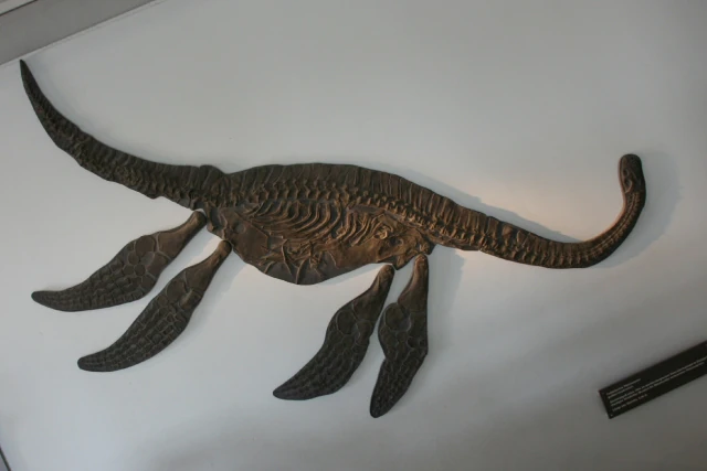 lets not forget about the seelyosaurus. its holotype was destroyed and ...