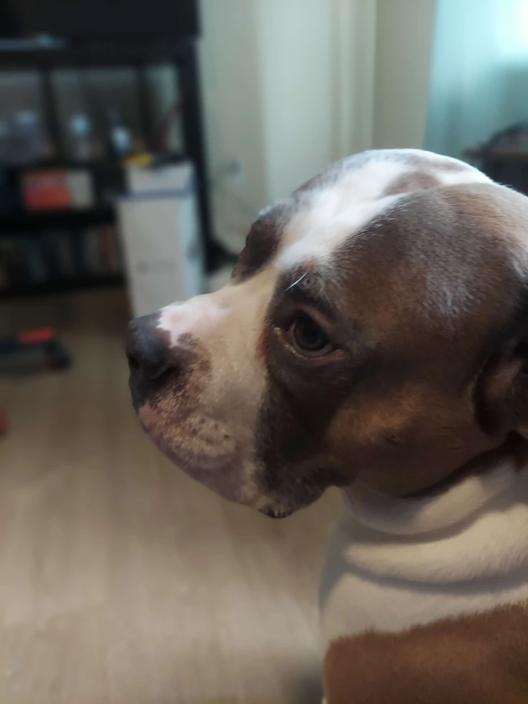 Dog | Fandom