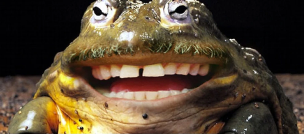 The ugly trait | Fandom