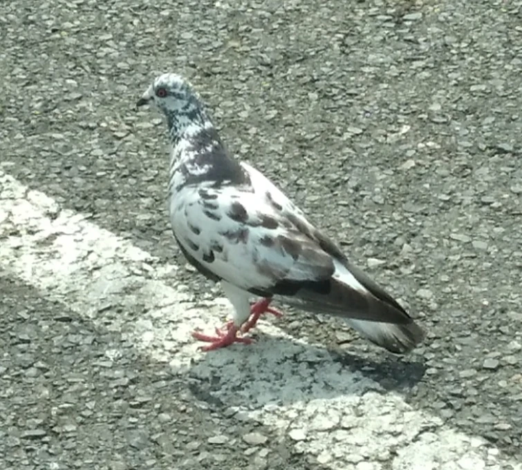 Discuss Everything About Creatures of Sonaria Wiki | Fandom