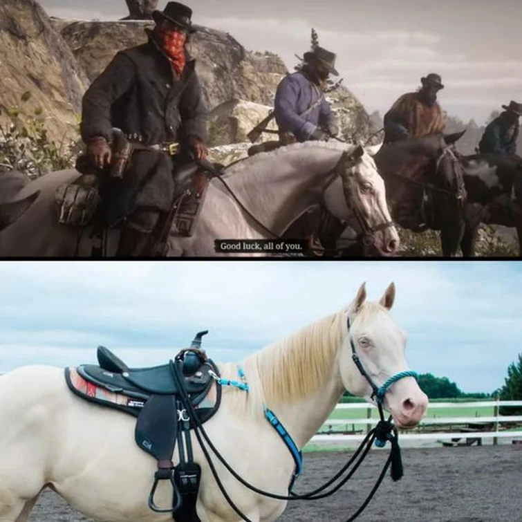 What horse breed is the count? (Dutchs horse) | Fandom