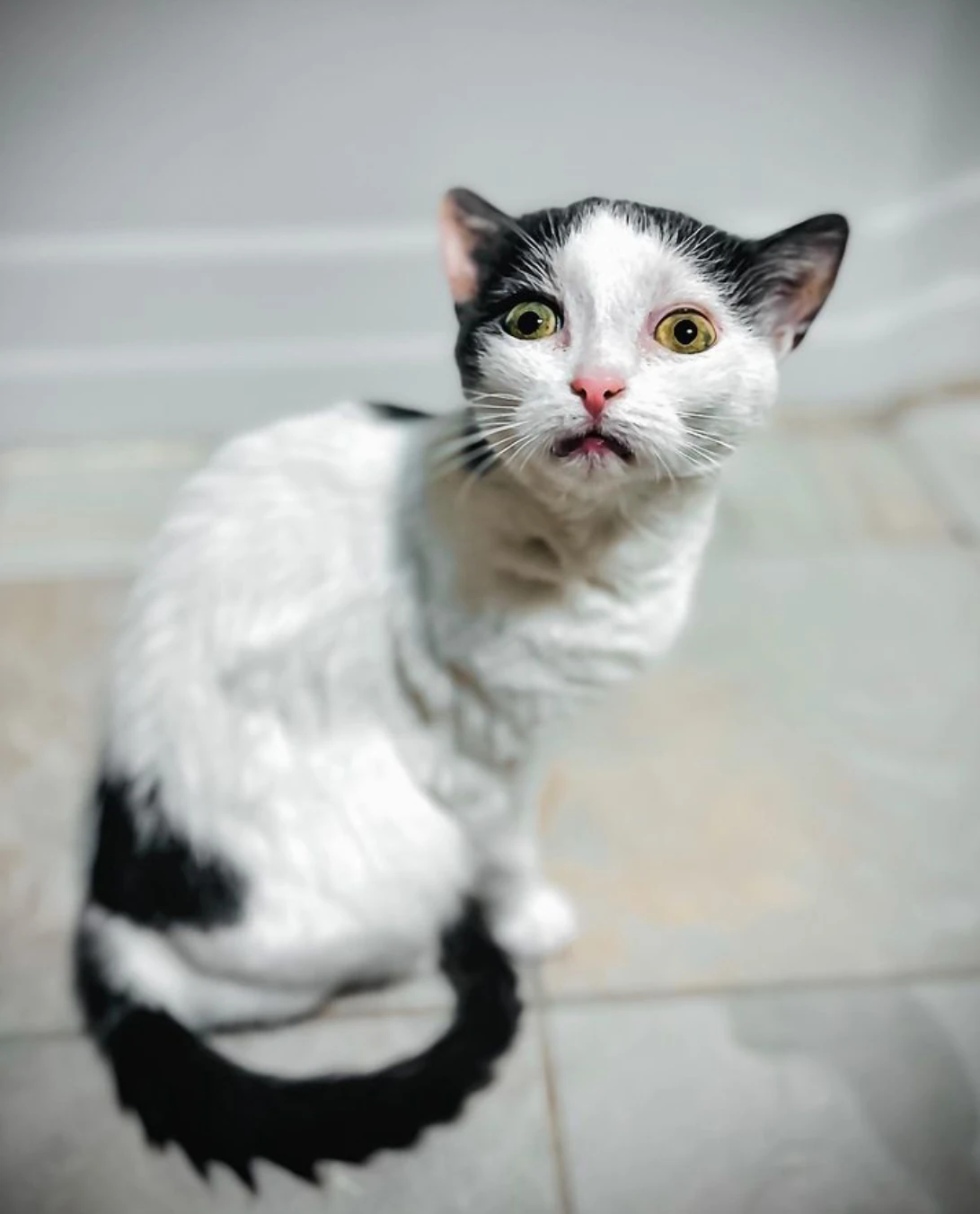 Think of an animal. Any animal | Fandom