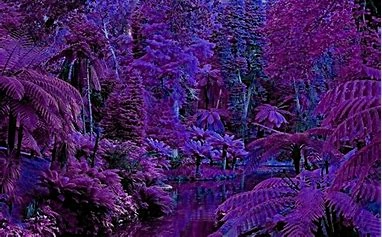 Purple Jungle Entry 1 | Fandom