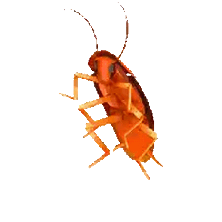 Sol's RNG Wiki Megathread | Fandom