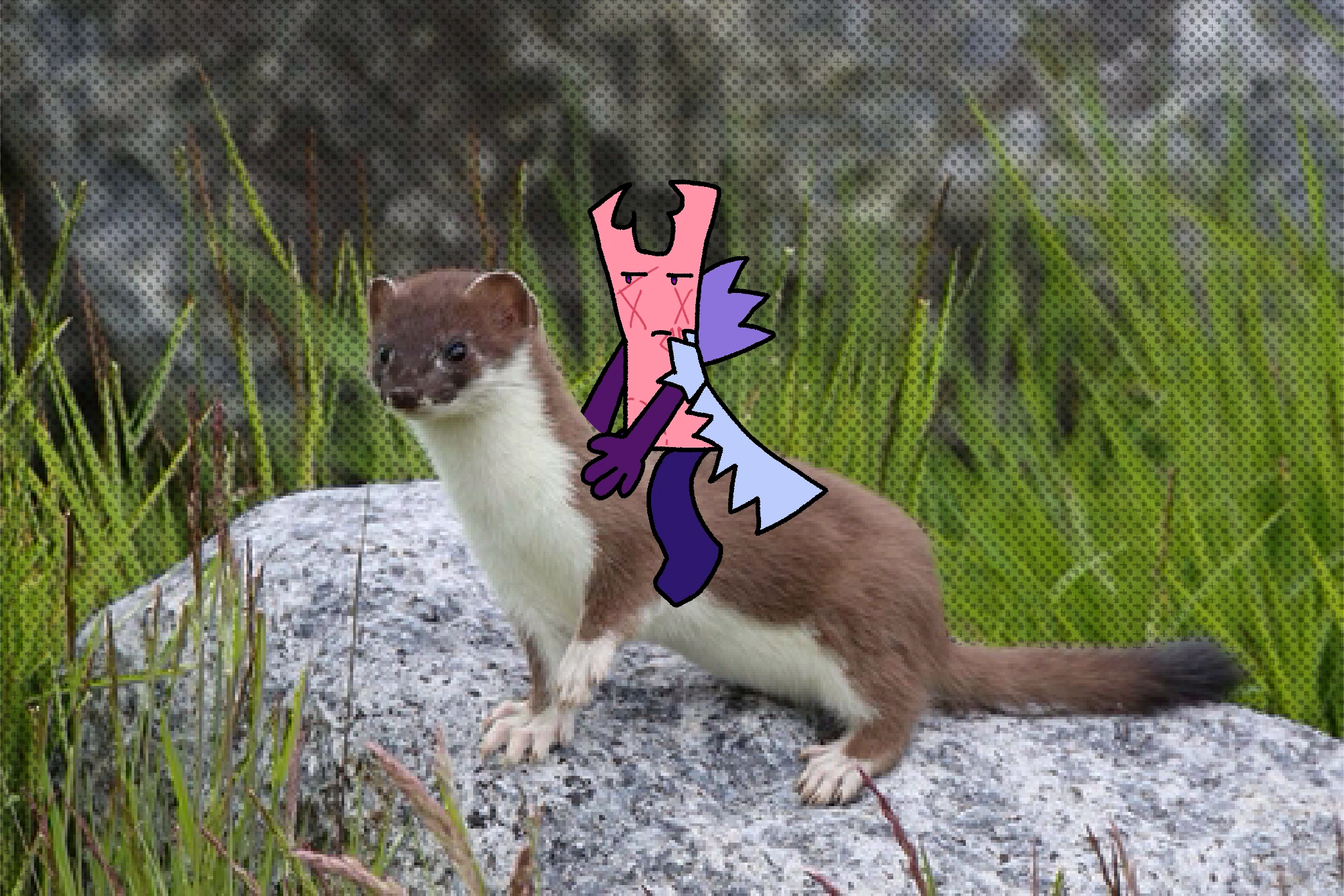 Gum riding a stoat lol | Fandom