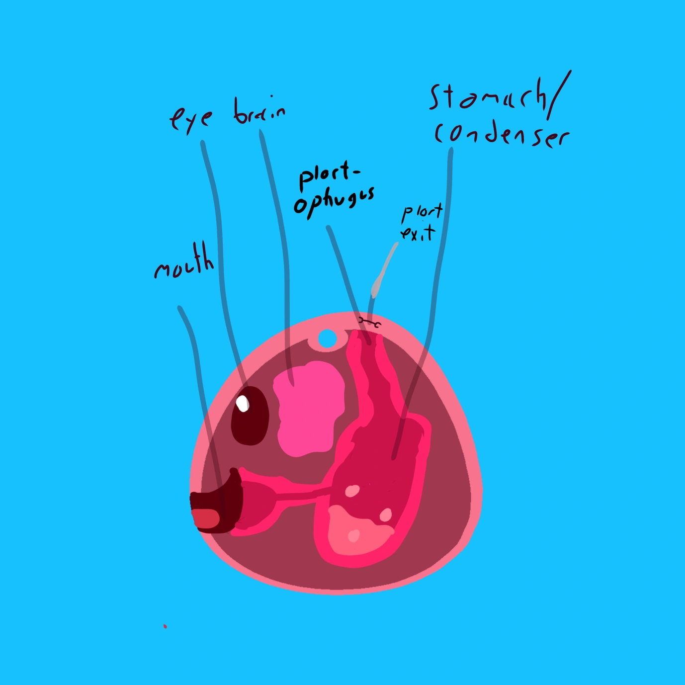 Slime anatomy 1: inside a slime | Fandom