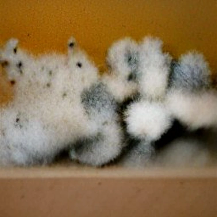 Entity Photography: Crawler Fungi | Fandom