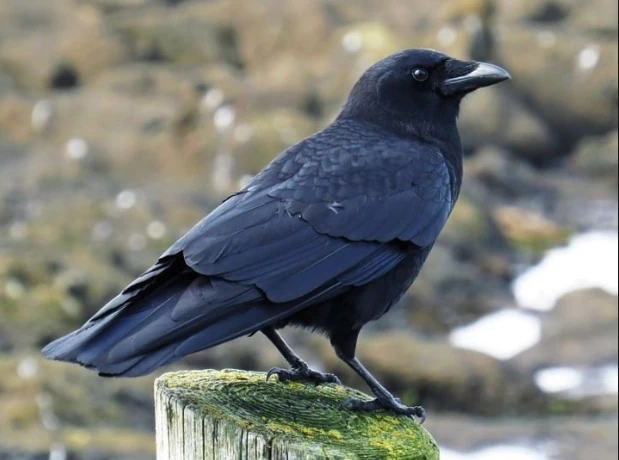 What creature looks like a Crow? | Fandom