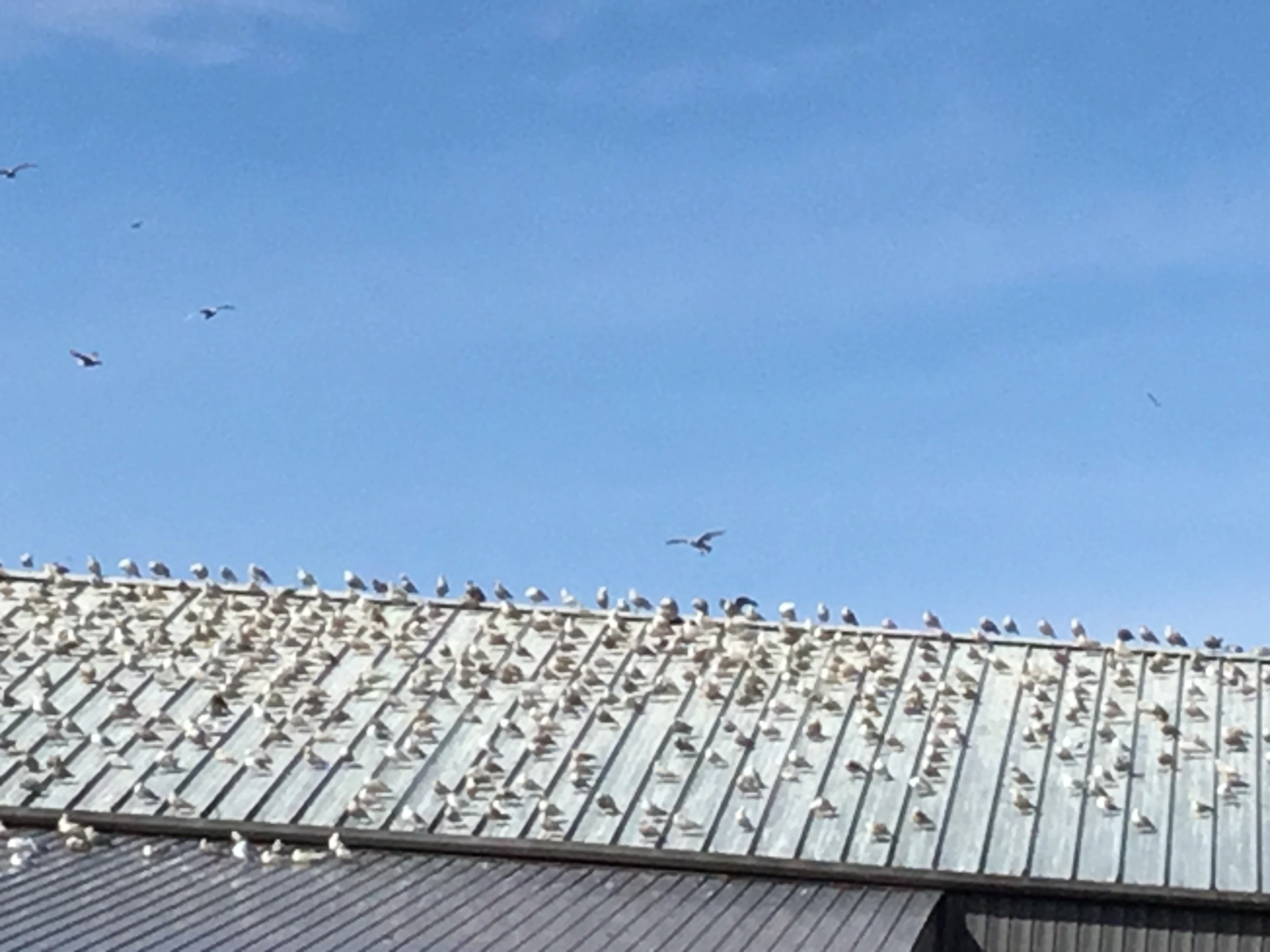 seagull stadium | Fandom