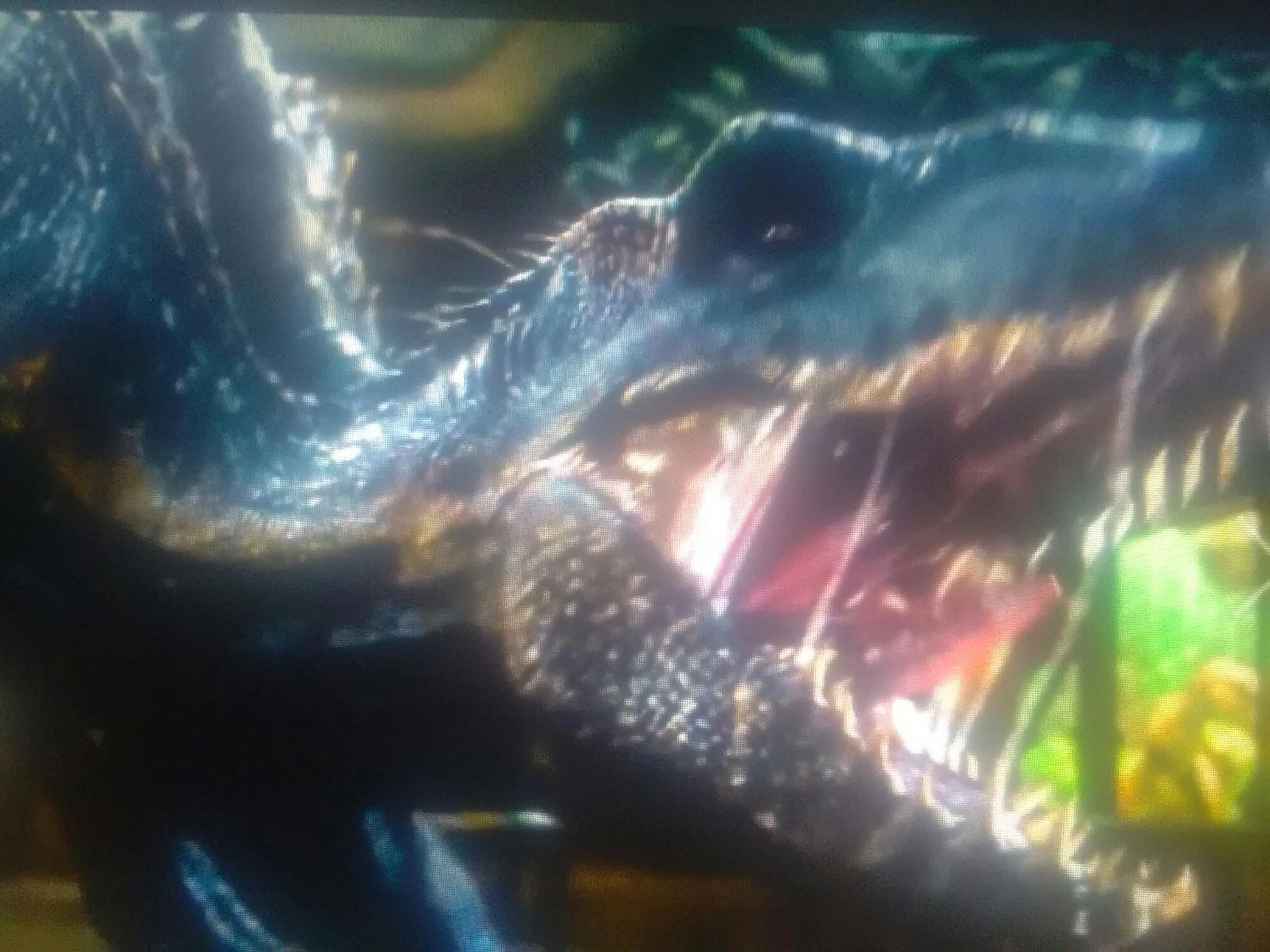 The epic battle Indo raptor Vs I rex | Fandom