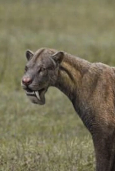 Which Feliform is your Favorite? (Last First Round Matchup of the ...