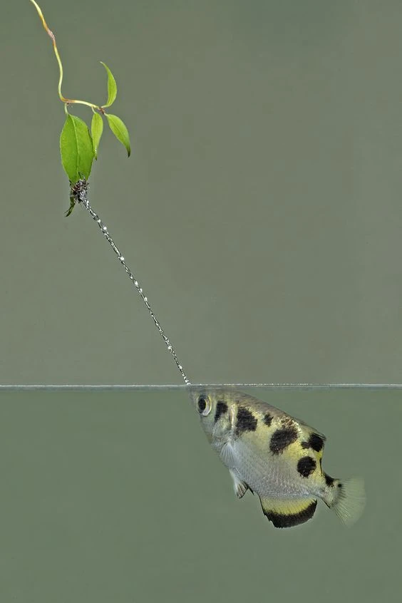 I talk about rabbits most of the time but I love fish too so | Fandom