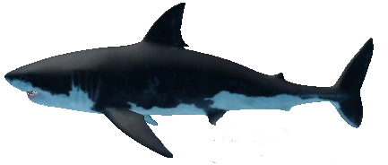 Shark | Fandom