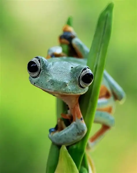 Daily Frog And Chat #190 | Fandom