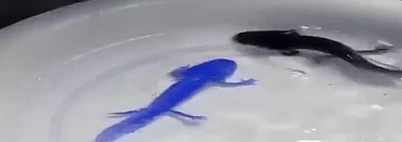 Discuss Everything About Glagglepedia Wiki | Fandom