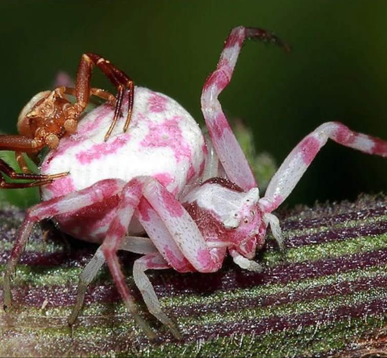 Angel dust in IRL ( in real life) | Fandom