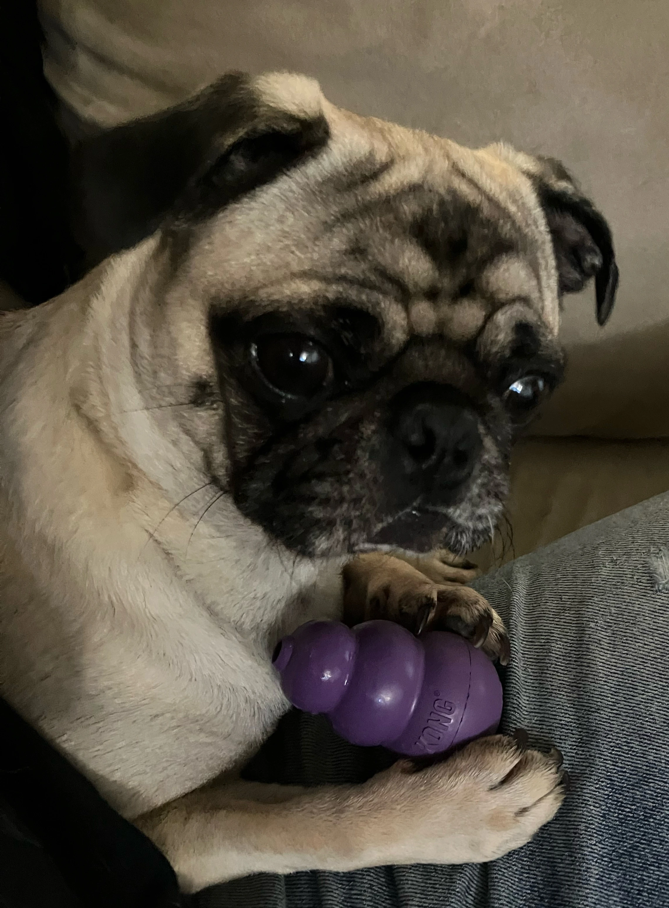 My dog | Fandom