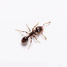 Here’s a picture of an ant | Fandom