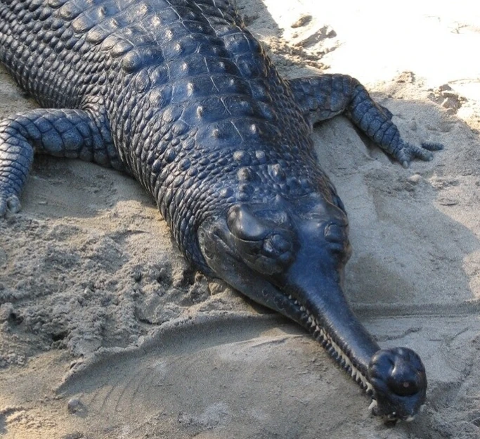 Croc >:] | Fandom