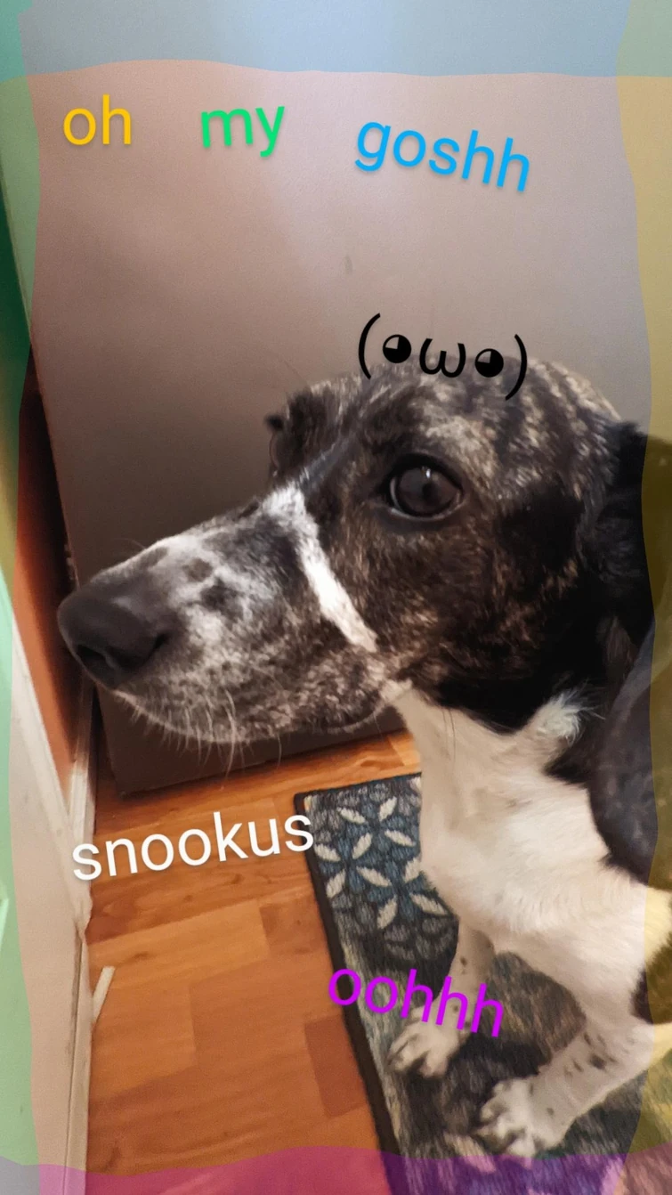 my sweet puppy | Fandom