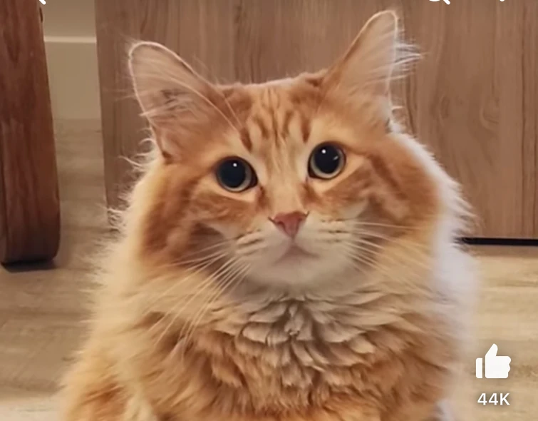 a wild bill cipher sighting (doodle) | Fandom