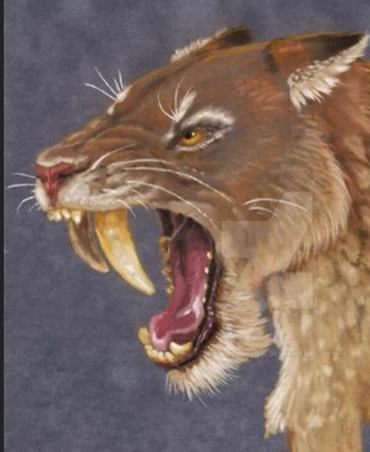 Which Feliform is your Favorite? (First First Round Matchup of Quadrant ...