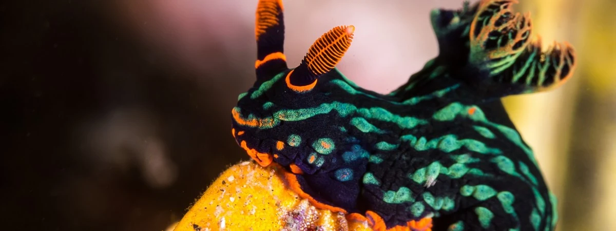 When you try to find an undoli colored slug and get lazy (will continue ...