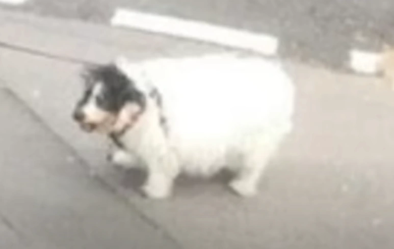 Wikian Sea Bosses: Vol. 2 done! | Fandom