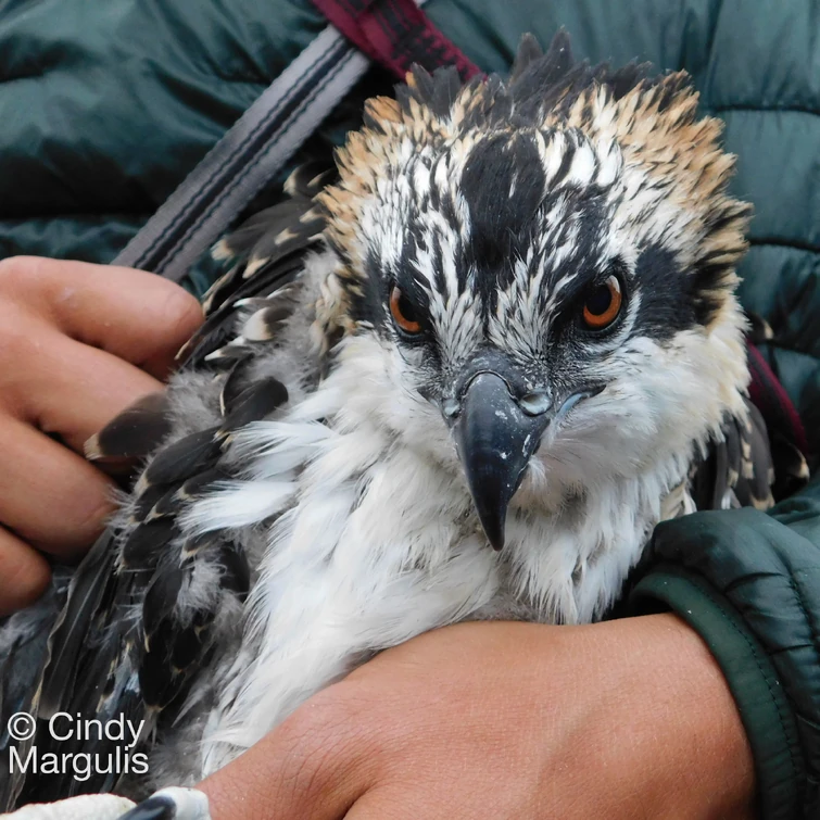 Osprey is very cool | Fandom