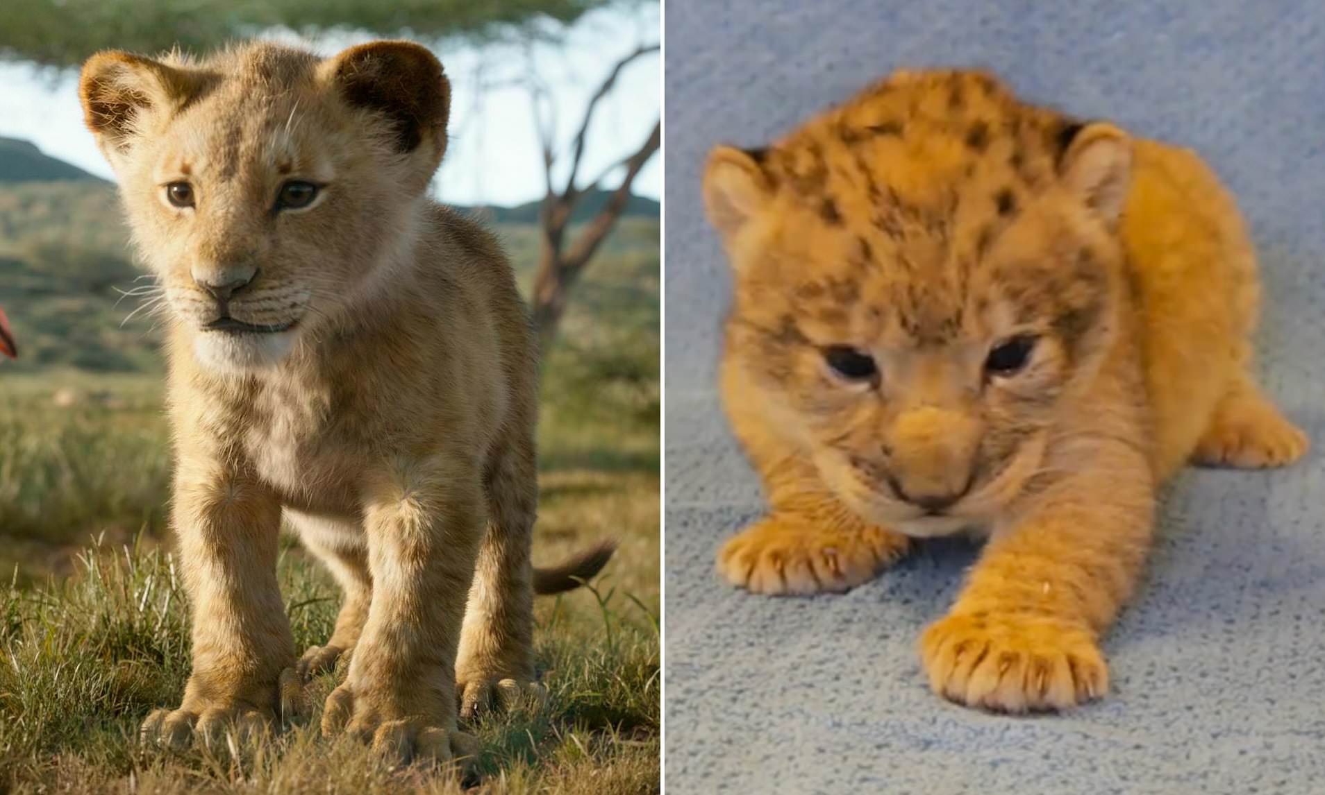Meet the little lion cub that inspired simba in the live action film ...