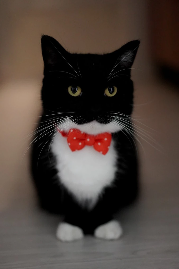 Which character am I most like | Fandom