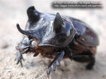 Discuss Everything About Grounded Wiki | Fandom