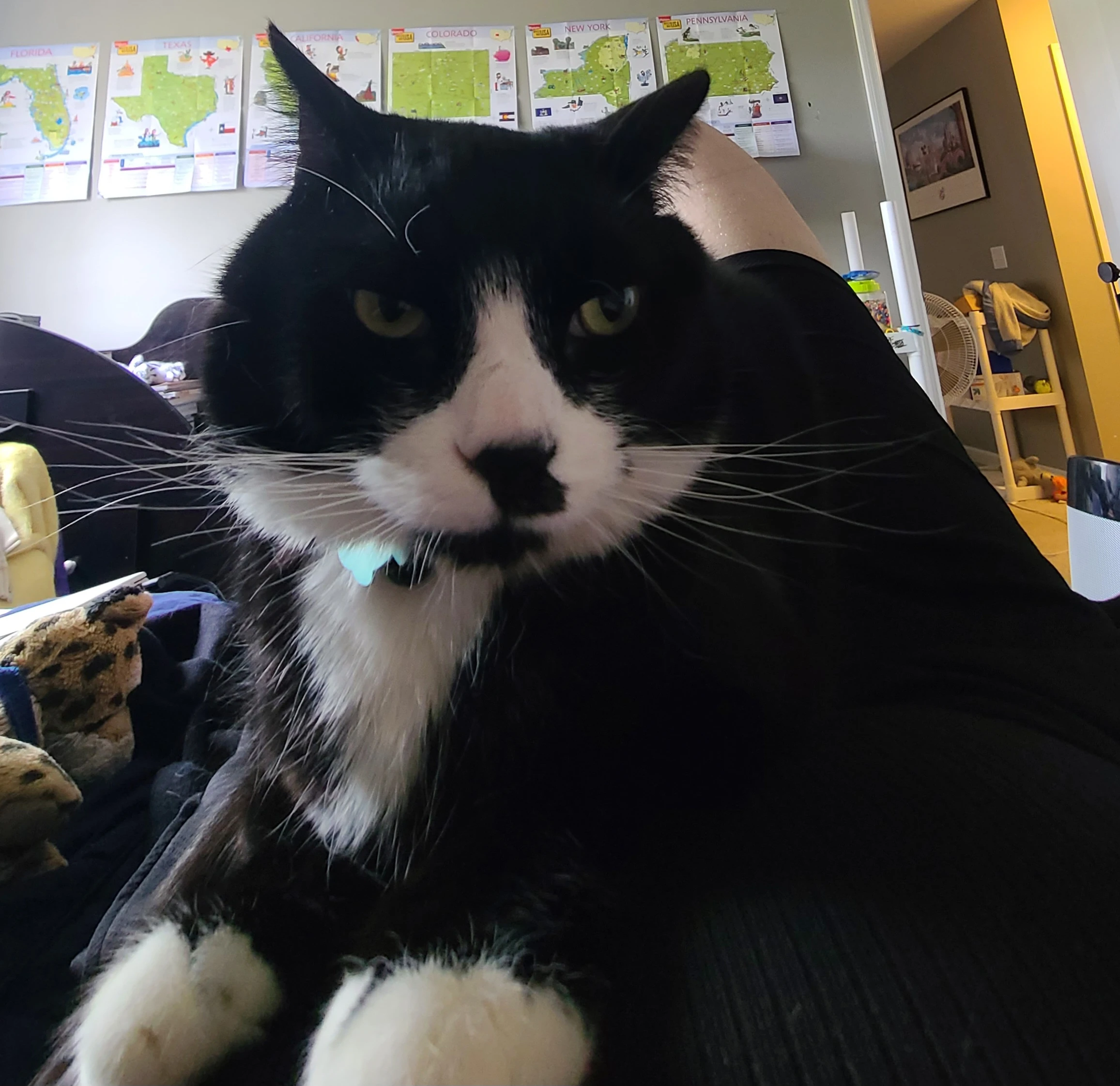 Daily Clicks (Day 30) + Cat pics | Fandom