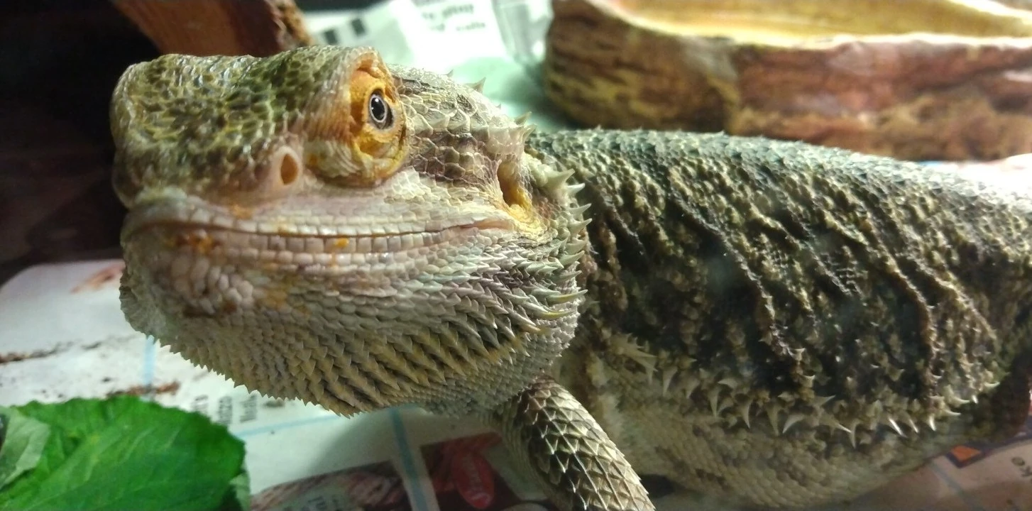 Hunting buddies! | Fandom