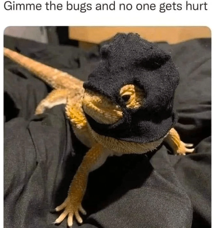 my pet bearded dragon | Fandom