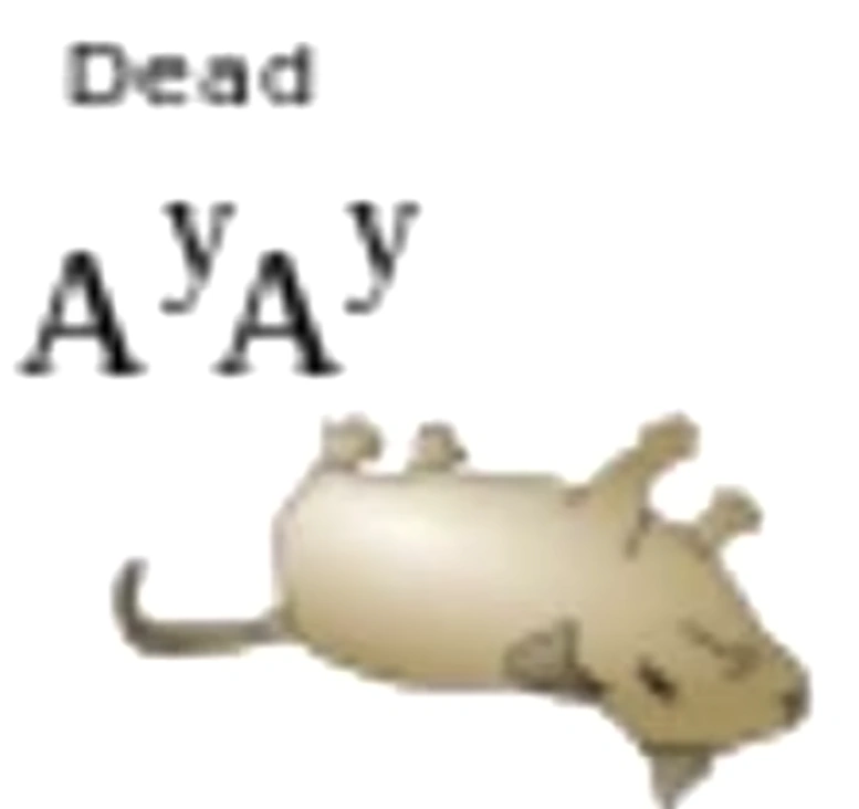 May I interest you in 3 rat memes that are actually just science ...