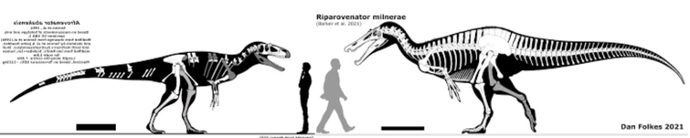 Afrovenator Vs Riparovenator | Fandom