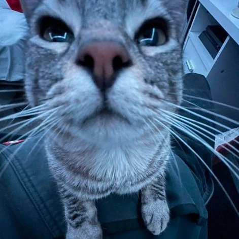 you guys must eat your favorite IA weapon. | Fandom