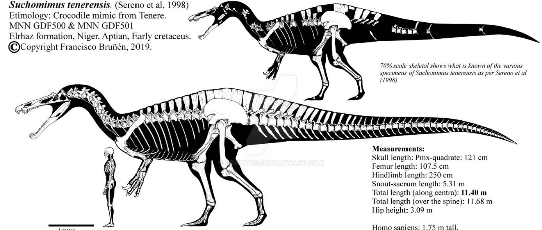 12 The Irritator's 2 cents part 3: Suchomimus | Fandom