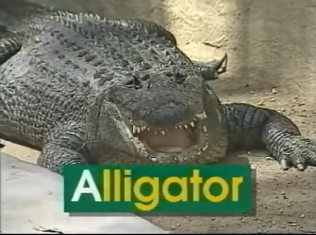 The Alphabet Zoo Video | Fandom