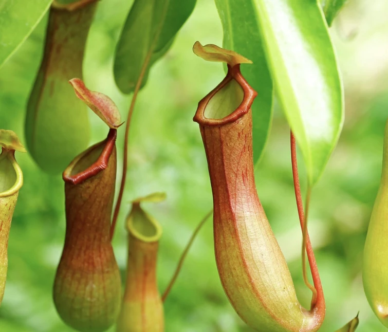 Development Log #52, 7/4/2024 | Fandom