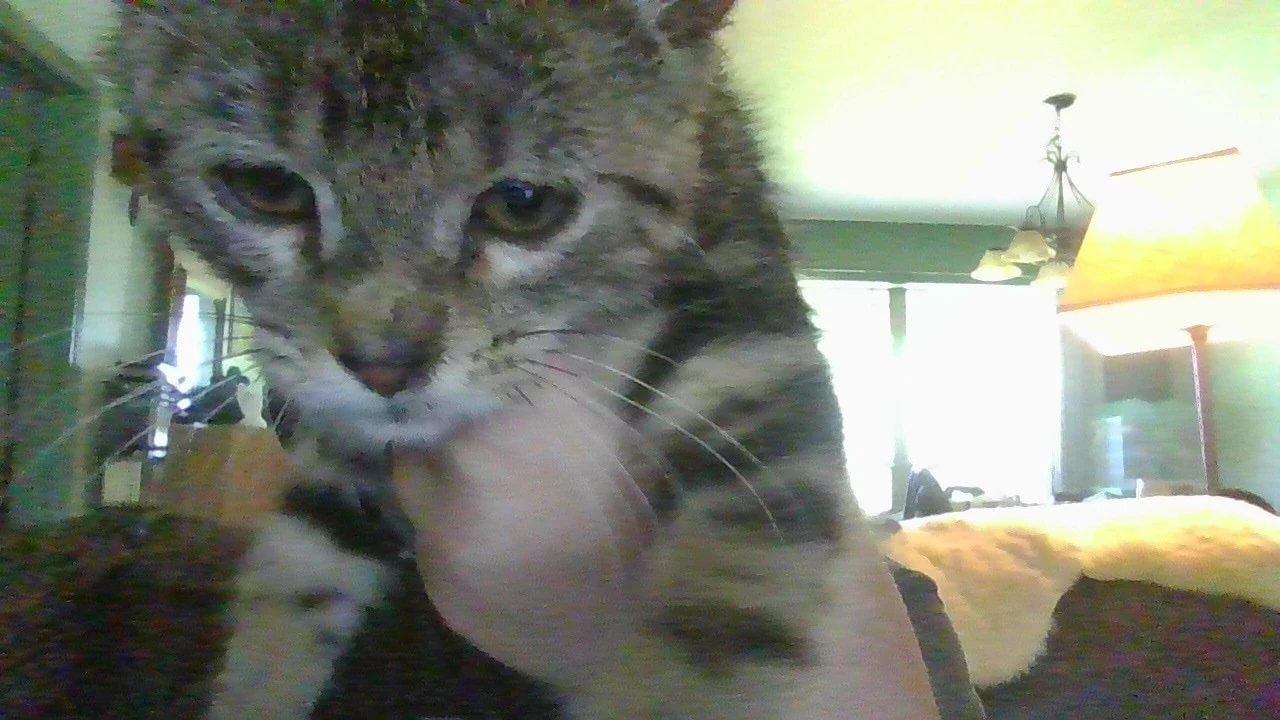 lookie lookie | Fandom