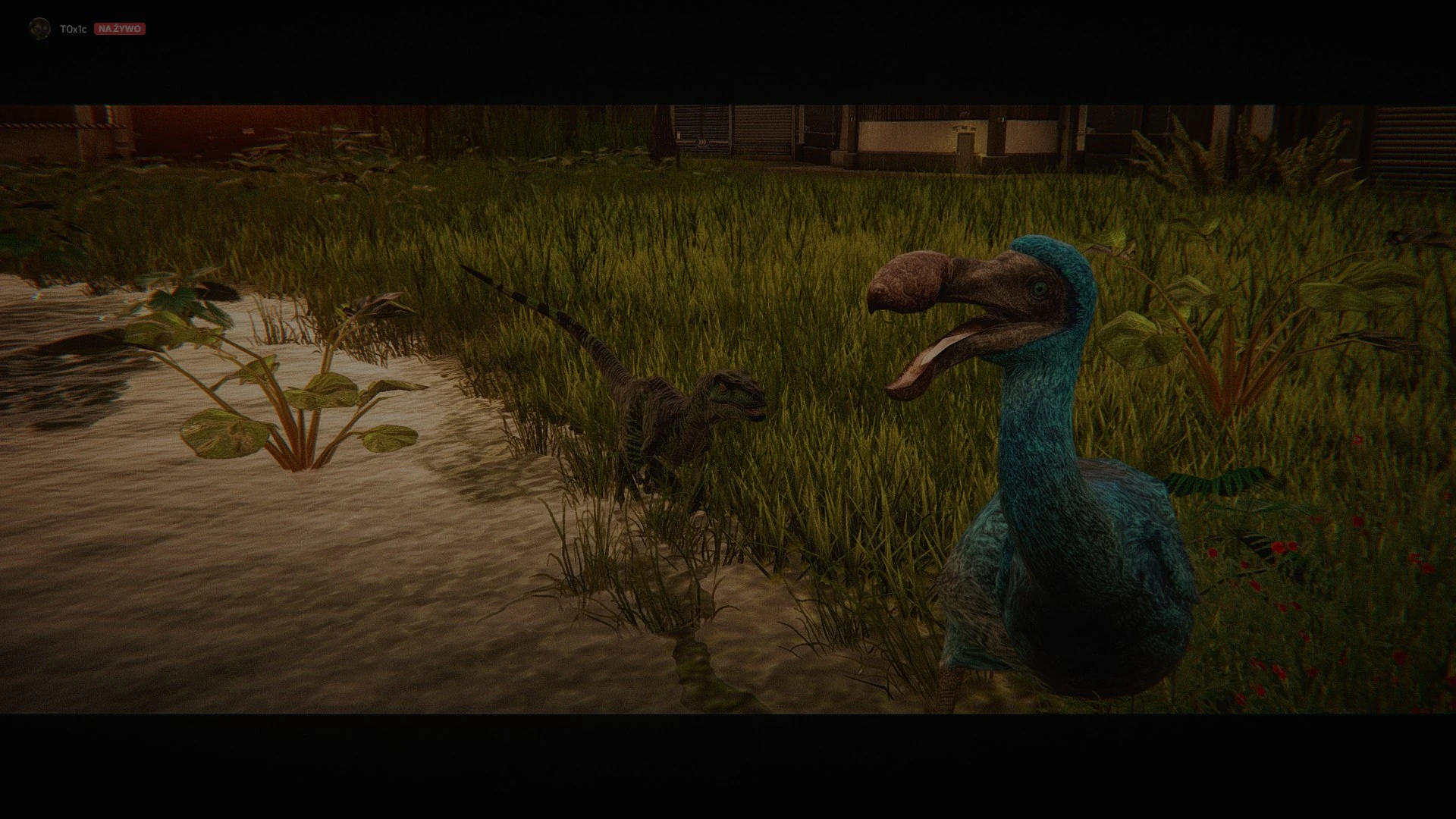 Raptor hunting dodo | Fandom