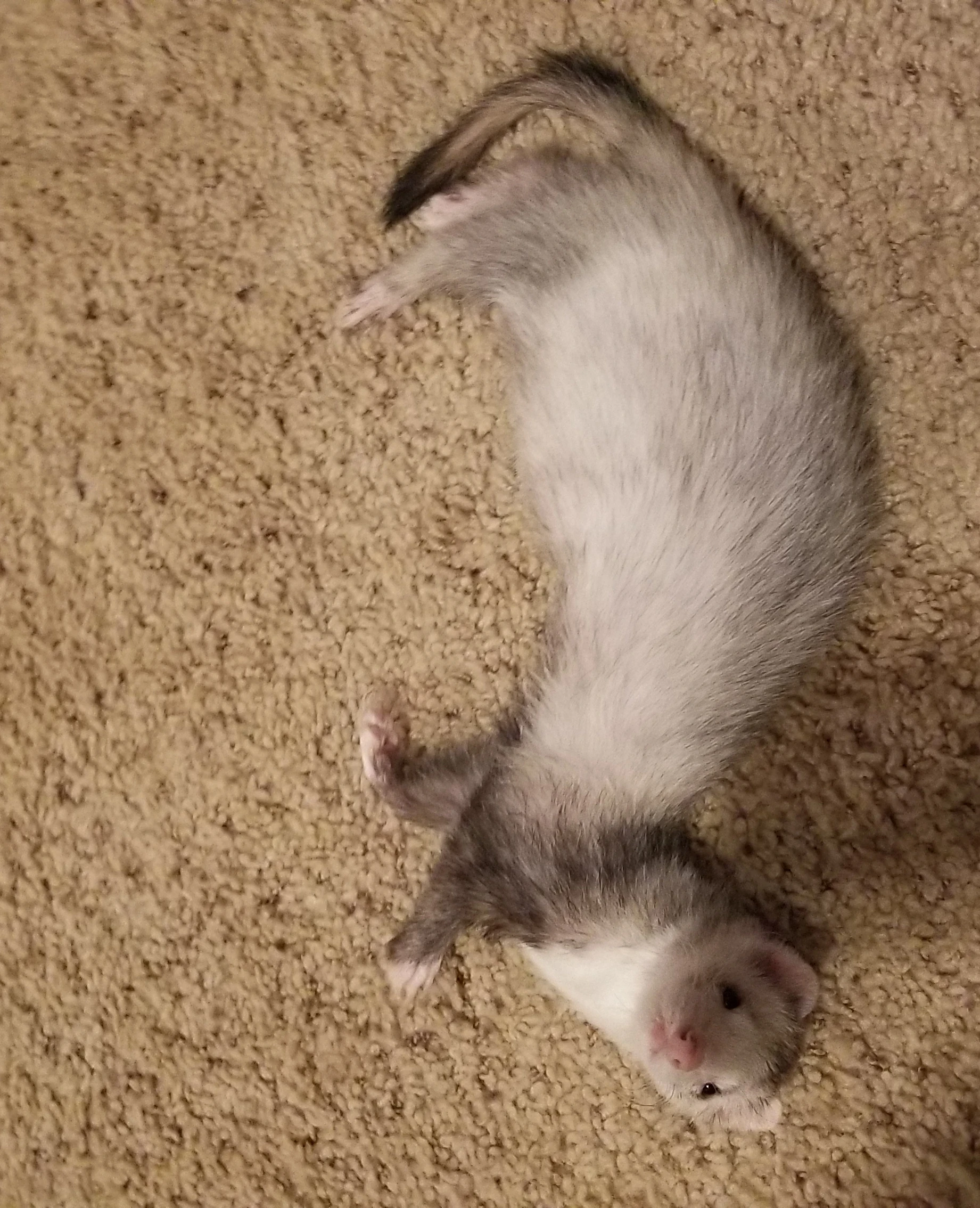 My ferret just died. | Fandom