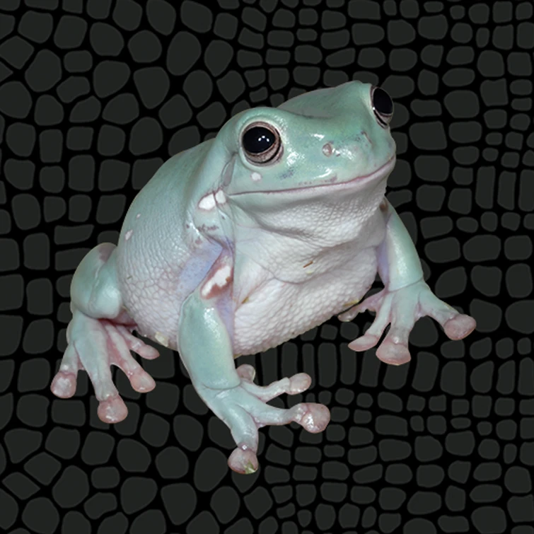 is this is a frog | Fandom