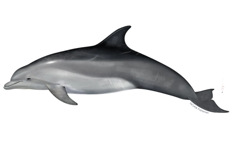Whales and dolphins | Fandom